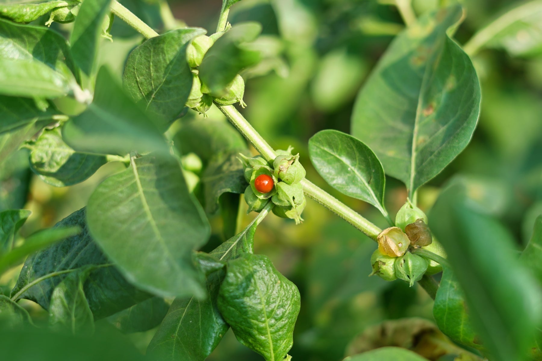 Ashwagandha (Sensoril) y caída del cabello por estrés